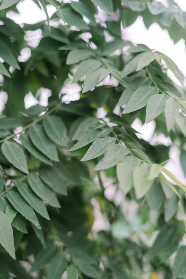 Green Leaf Canopy so good stock photo. Image of flying - 359047758