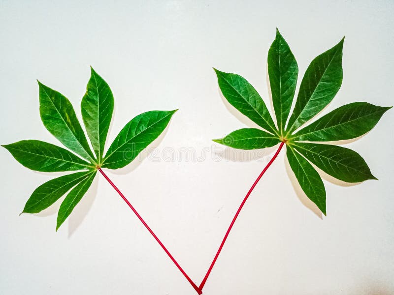 Cassava leaf stock photo. Image of shrub, pattern, flower - 232293568