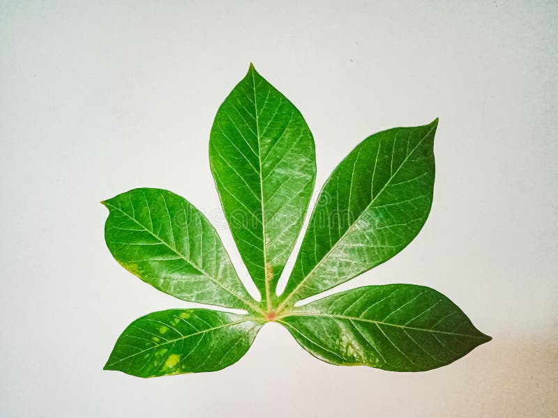 Cassava leaf stock photo. Image of leaf, produce, green - 232293578