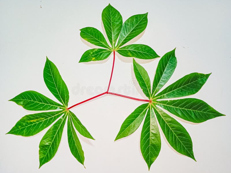 Cassava leaf stock image. Image of pattern, evergreen - 232293609