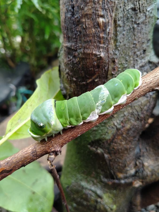 Green Leaf Caterpillar Which Has a Unique Body Shape Stock Image ...