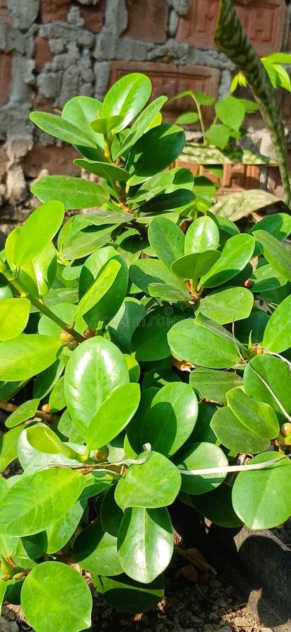 Green Leaf Caught Morning Light Stock Image - Image of caught, morning ...