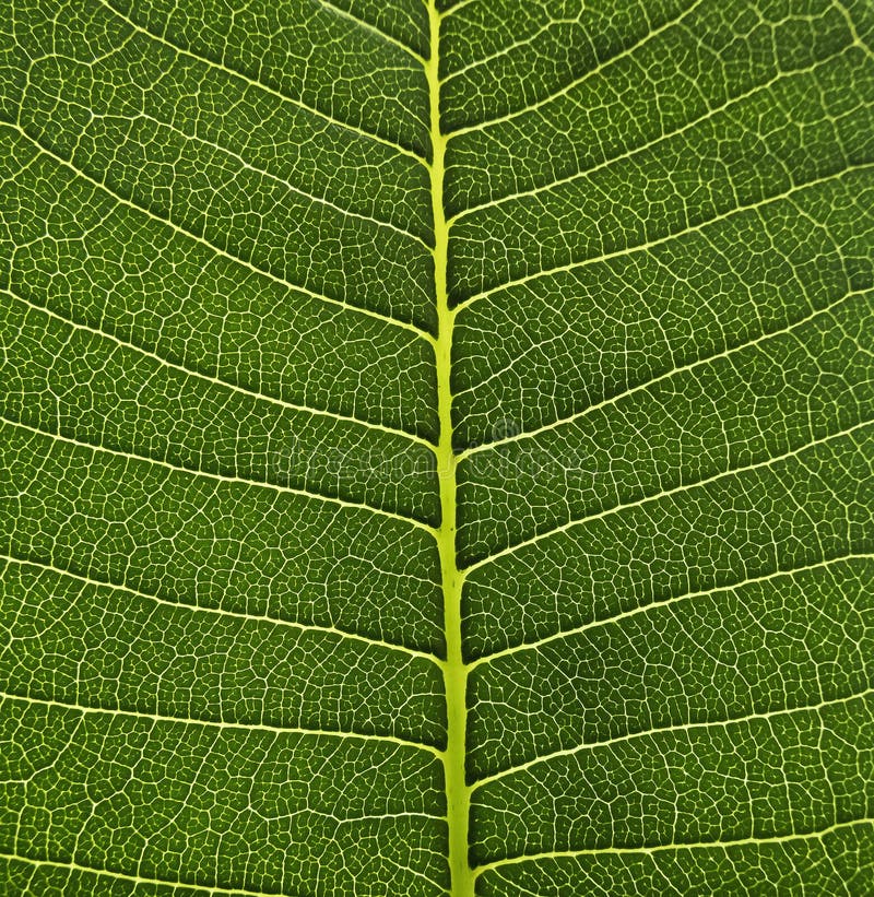 Green Leaf Cell Structure Background, Nature Design Texture on Green ...