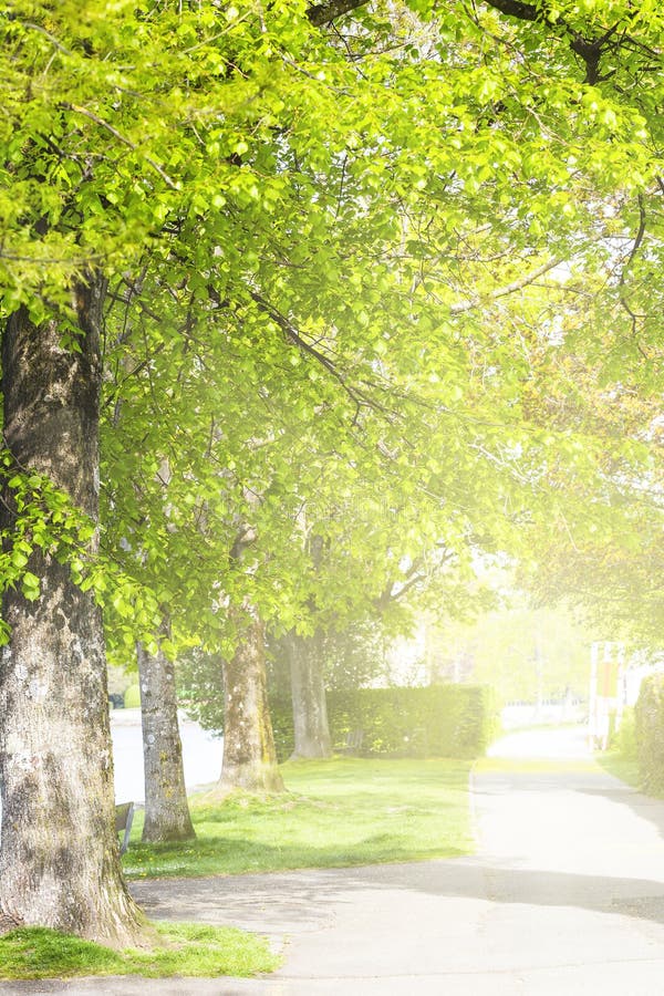 Green Leaf Cherry Trees on Walking Street with Sunshine Stock Photo ...