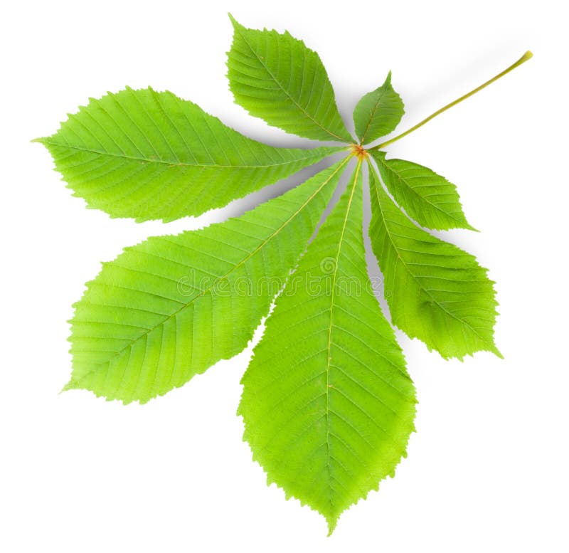 Green Leaf Chestnut stock image. Image of vibrant, chestnut - 42922349