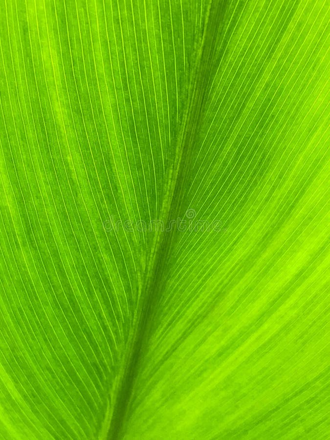 Green leaf with clear vien stock image. Image of health - 235140257