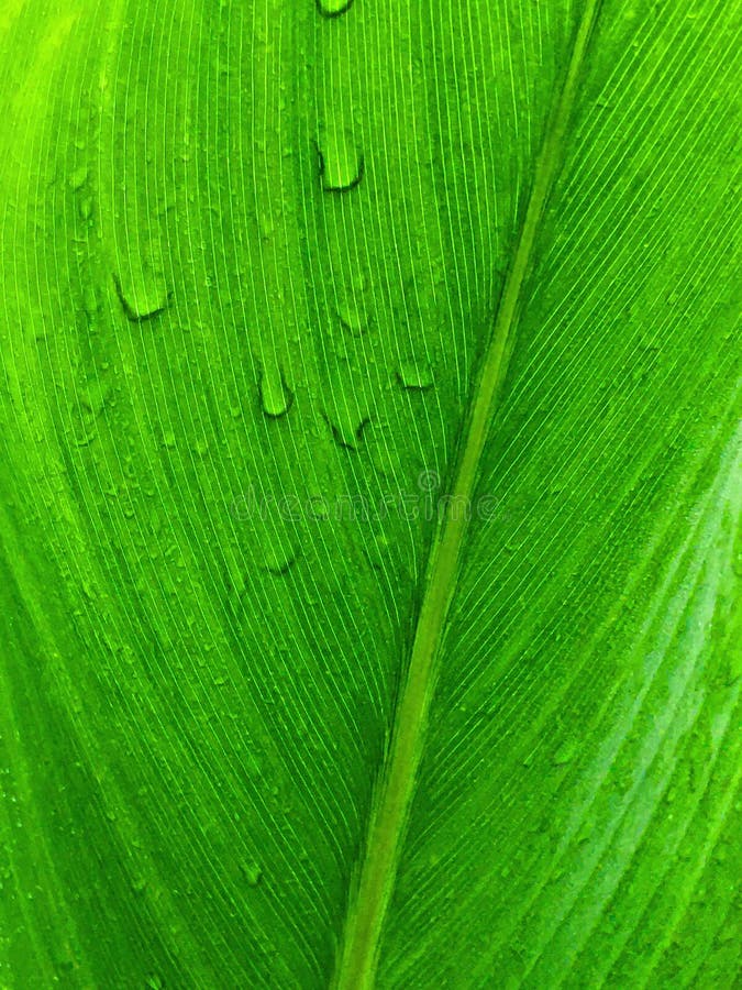Green leaf with clear vien stock image. Image of leaves - 235140369