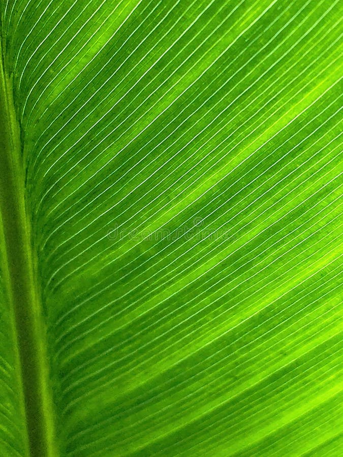Green leaf with clear vien stock image. Image of apples - 235605125