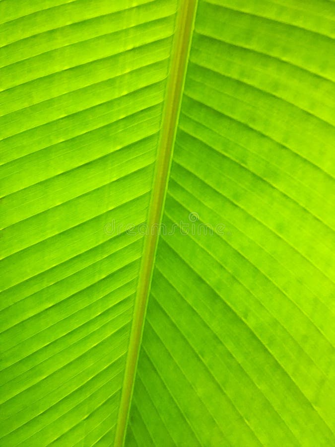 Green leaf with clear vien stock image. Image of close - 235605649