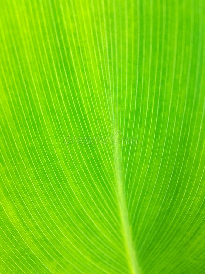 Green leaf with clear vien stock photo. Image of background - 235605658