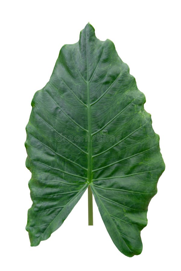 Green Leaf with Clipping Path on Isolated White Stock Photo - Image of ...