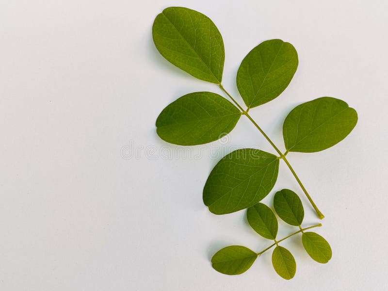 A Green Leaf of the Clitoria Ternatea. Stock Photo - Image of flower ...
