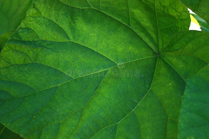 Green leaf close up stock image. Image of lines, texture - 11696459