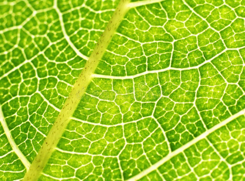 Green leaf close-up stock image. Image of gradient, abstract - 13398673