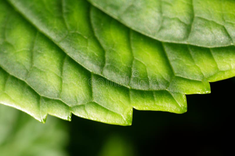 Green leaf close-up stock image. Image of nature, natural - 4419515