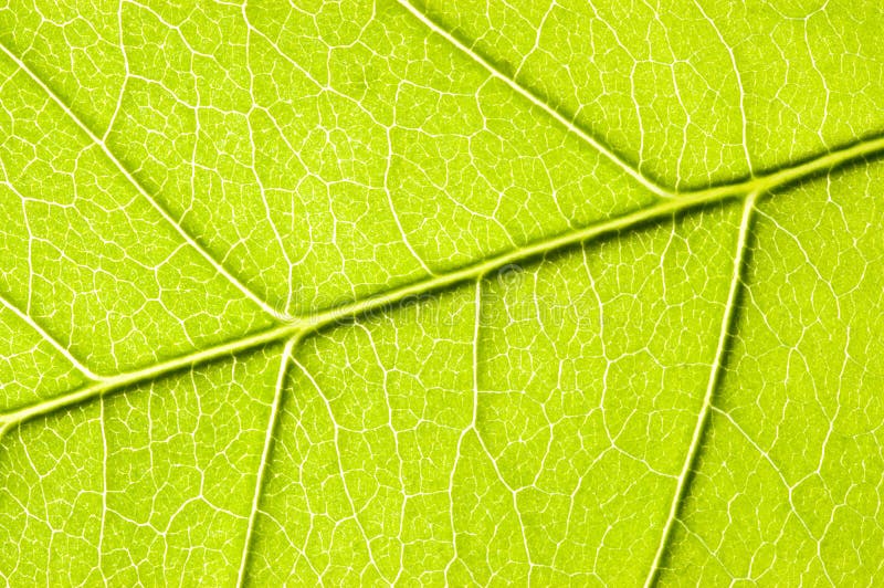 Green leaf close-up. stock image. Image of pattern, close - 5363949