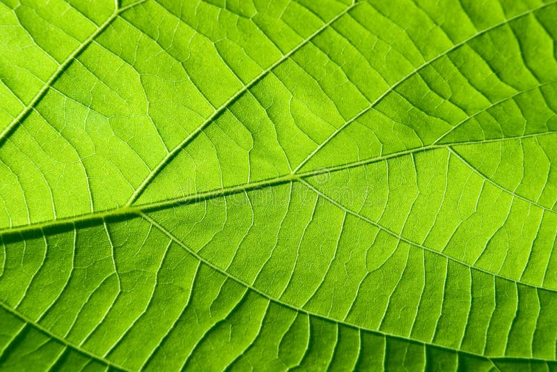 Green leaf close-up stock image. Image of macro, abstract - 5520713