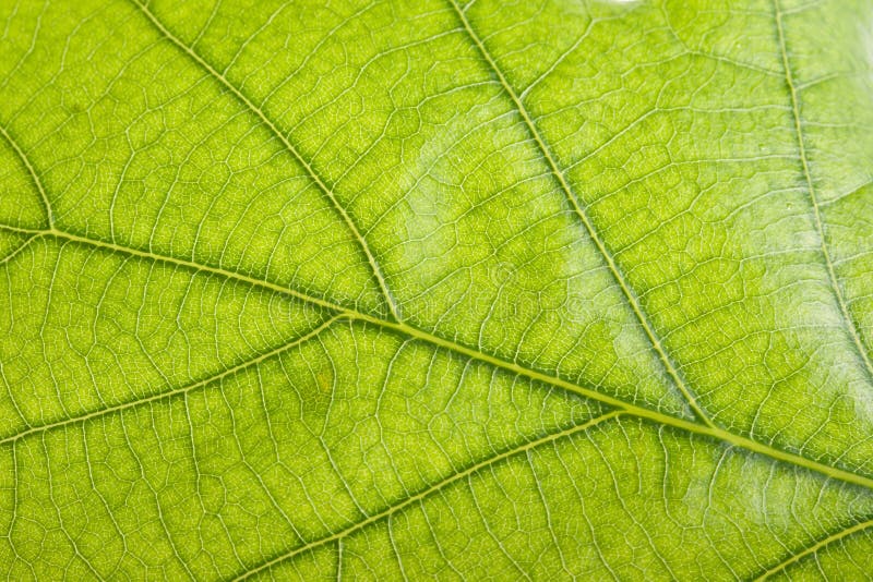Green leaf close up stock photo. Image of bright, freshness - 5966642