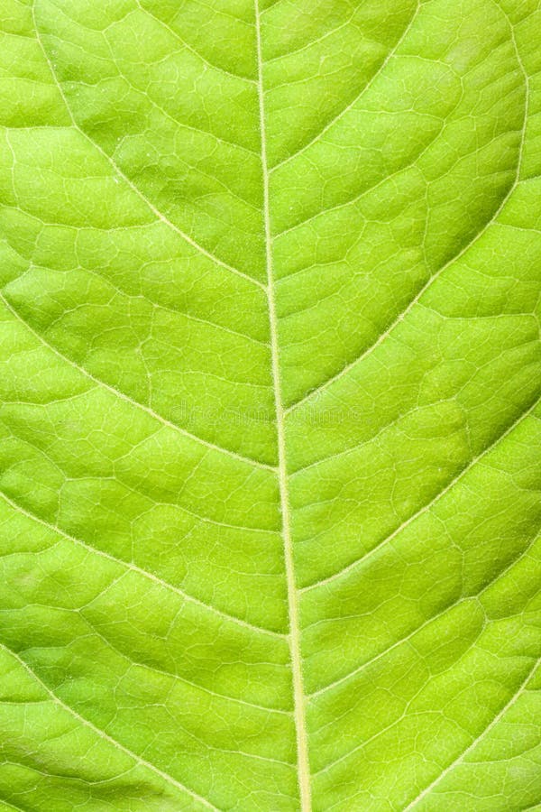 Green leaf close up stock photo. Image of freshness, leaf - 6101878