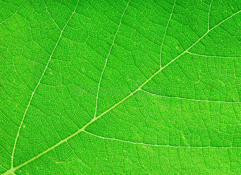 Green leaf close-up stock photo. Image of environment - 58699874