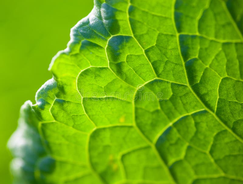 Green leaf close up stock image. Image of garden, leaves - 79711681