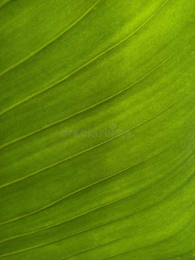 Green Leaf, Close-up, Leaf Pattern Background Stock Image - Image of ...