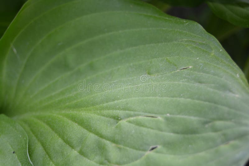 Green Leaf Close Up Plant Hausta Stock Photo - Image of zoom, clear ...