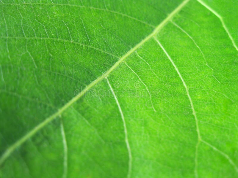 Green Leaf Close-up Texture Stock Image - Image of pattern, freshness ...