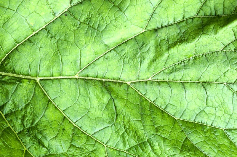 Green leaf close up stock image. Image of alcea, althaea - 249529791