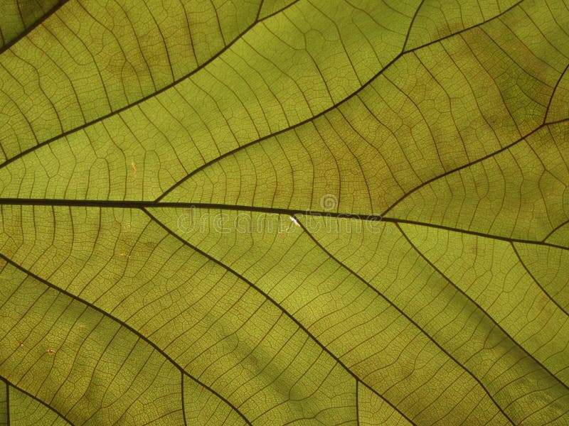 Green leaf close up stock image. Image of detail, vitality - 155863997