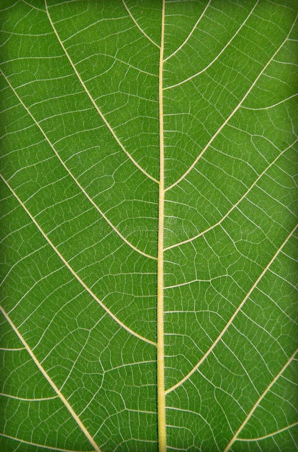 Green leaf closeup stock image. Image of plant, botany - 21548659