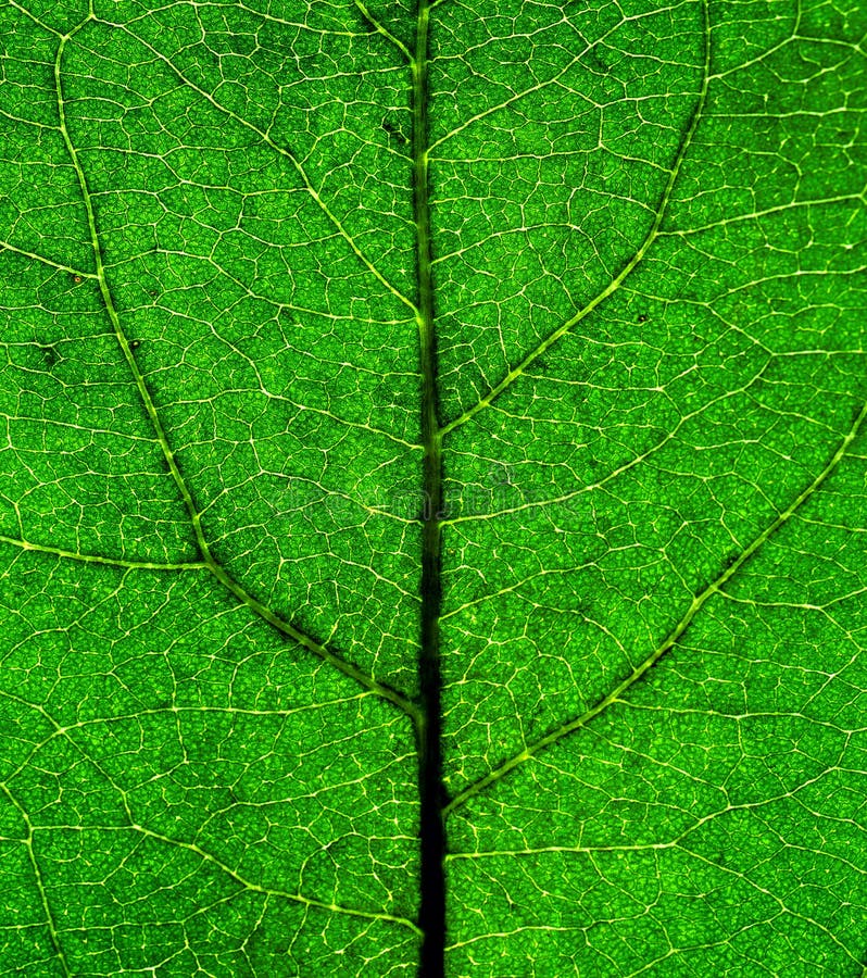 Leaf close-up stock photo. Image of natural, detail, color - 11026604