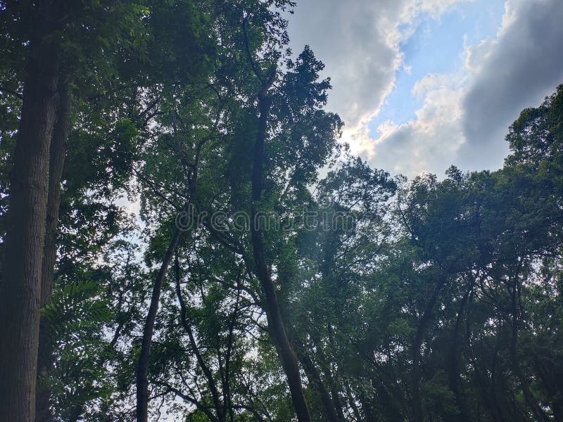 Green Leaf and Cloudy Sky in February at Jakarta Stock Photo - Image of ...