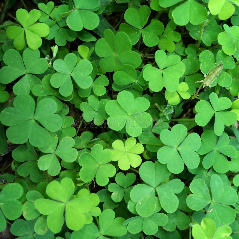 Green Leaf Clover Plant Texture Closeup Background Stock Photo - Image ...