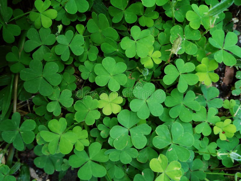 Green Leaf Clover Plant Texture Closeup Background Stock Photo - Image ...