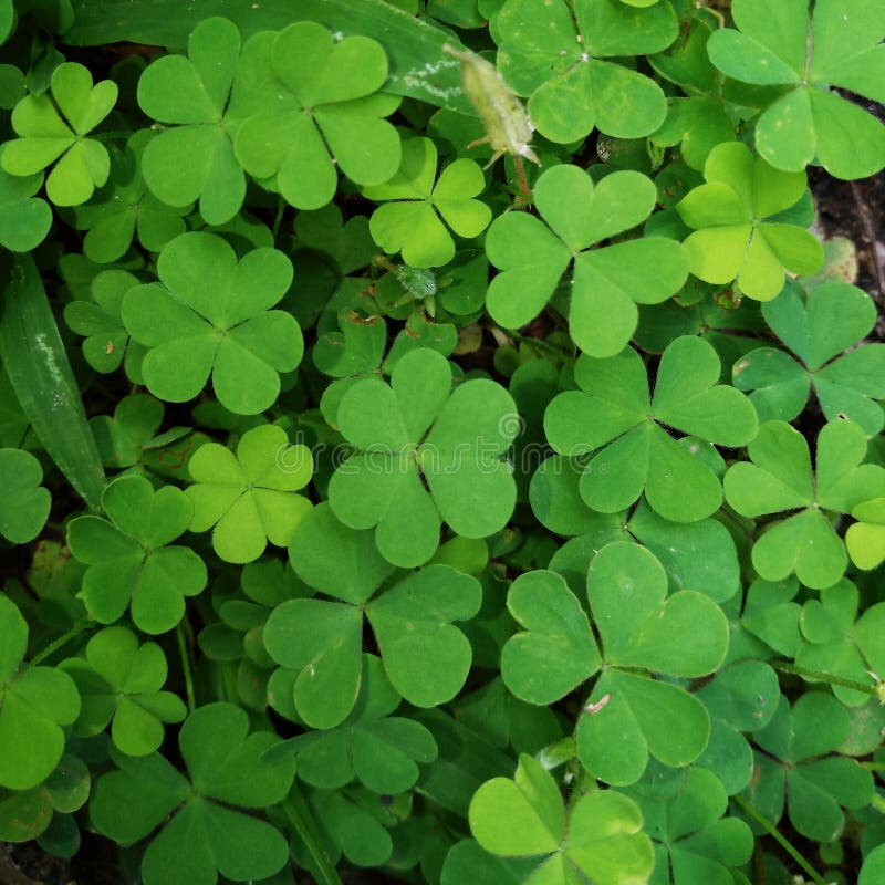 Green Leaf Clover Plant Texture Closeup Background Stock Image - Image ...