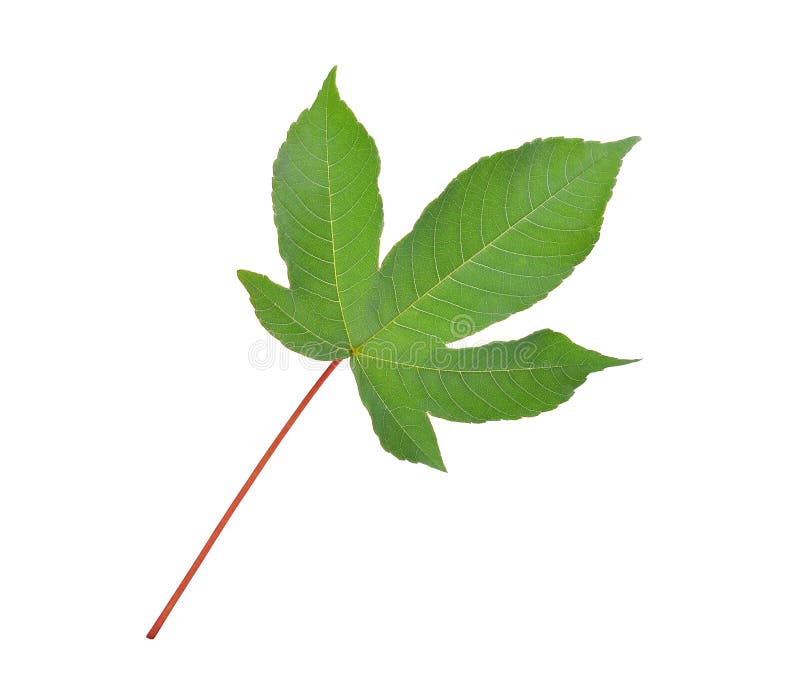 Green Leaf of Cochlospermum Regium, Yellow Cotton Tree Isolated Stock ...