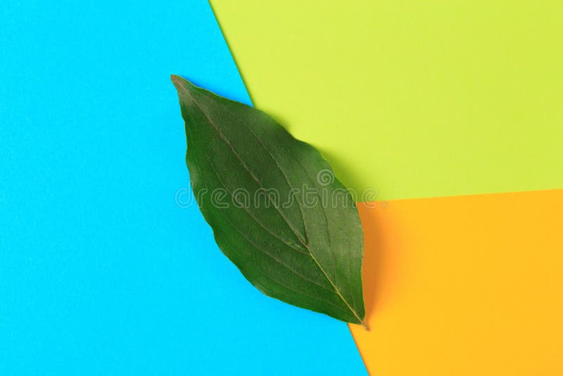 Green Leaf on Color Background Stock Image - Image of nature, outdoor ...