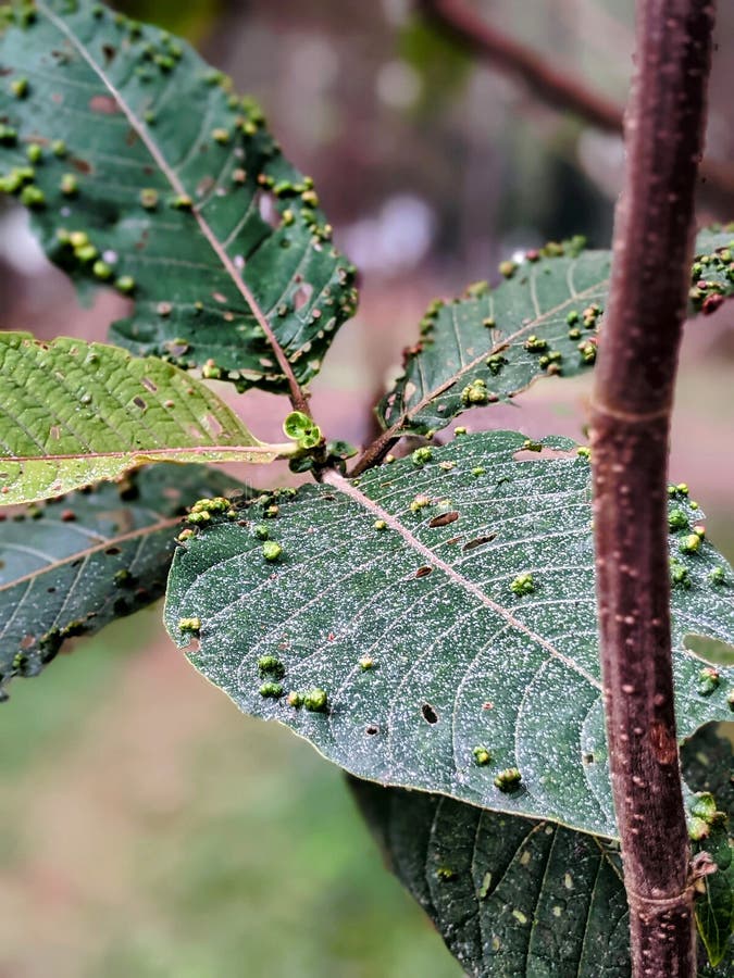 Green Leaf Color Nature in the Forest Daylight View Stock Image - Image ...