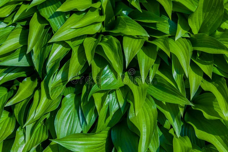 Green leaf colors texture stock image. Image of colorful - 125513939