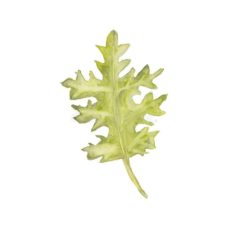 Green Leaf Composition Watercolor Illustration Isolated on White ...