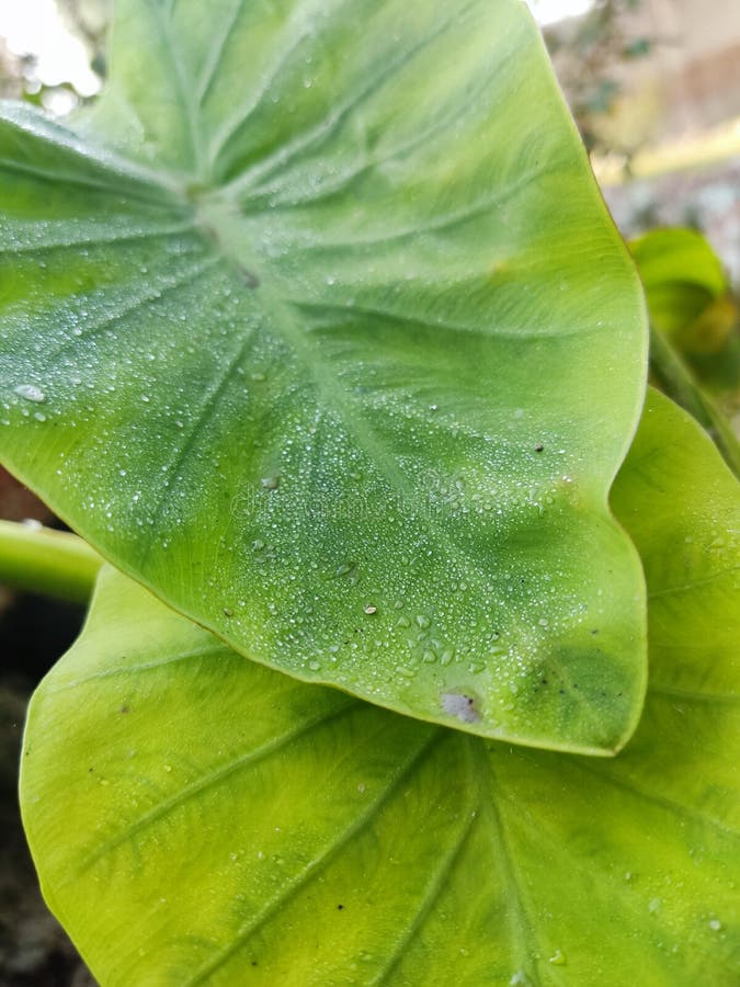 Green leaf in cool weather stock photo. Image of morning - 262488838