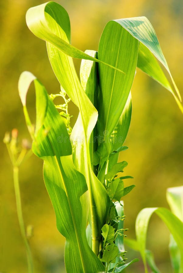 Green leaf of corn plant stock image. Image of farming - 69993905