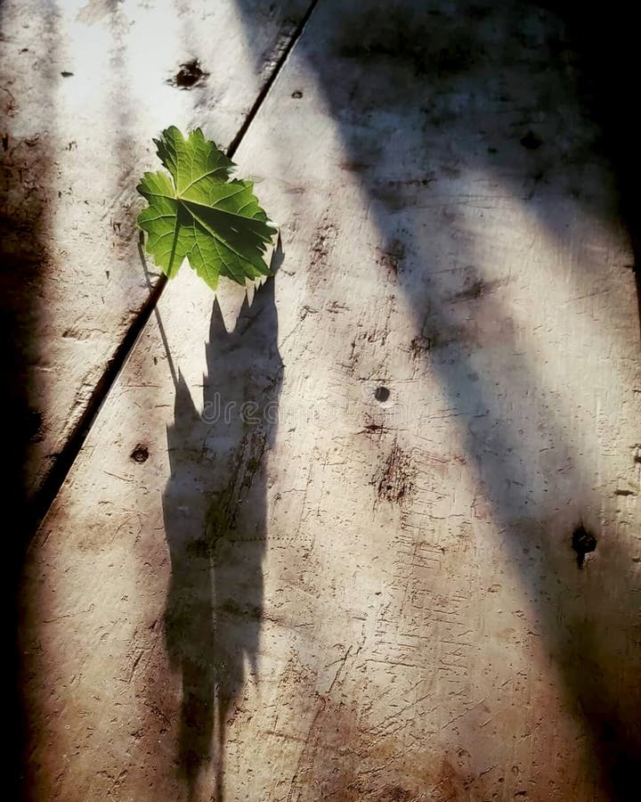 A Green Leaf Creating a Morning Shadows. Stock Image - Image of green ...