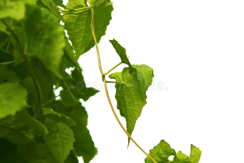 Green Leaf of Creeper Tree Style and Shape on White Background. Stock ...