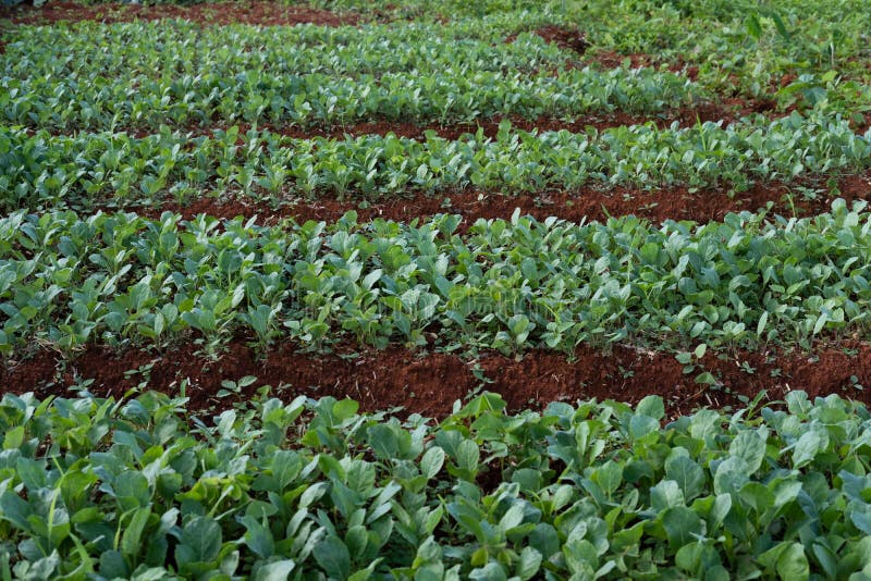 Coriander Crop, Green Vegetable Field, Soil Culture Agriculture Stock ...