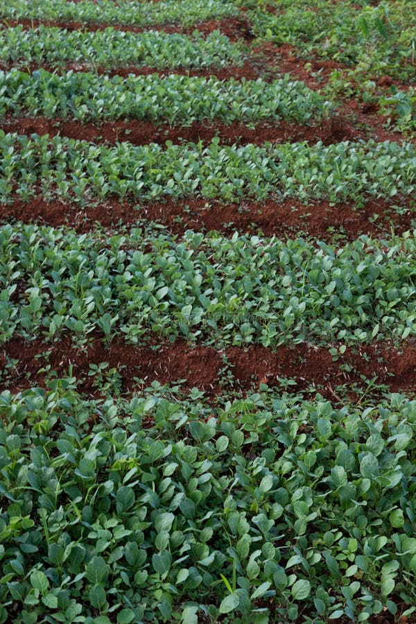 Coriander Crop, Green Vegetable Field, Soil Culture Agriculture Stock ...