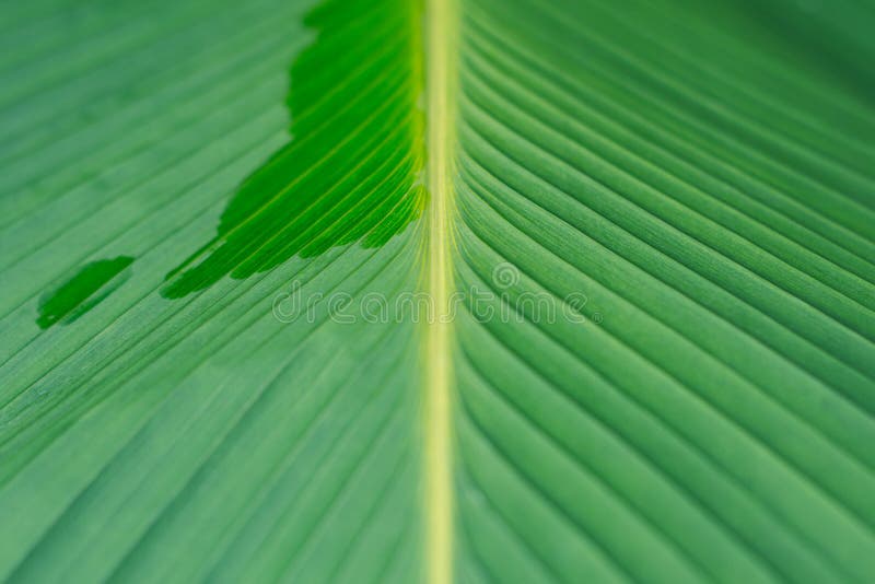 Green Leaf with Curve Line Pattern, Matte Color Tone Stock Photo ...