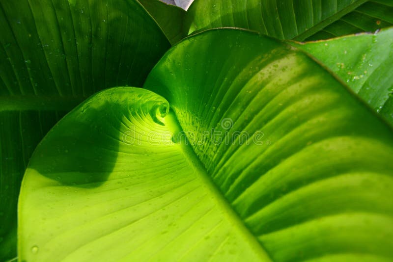 Green leaf curved shape stock photo. Image of light, curve - 93143574