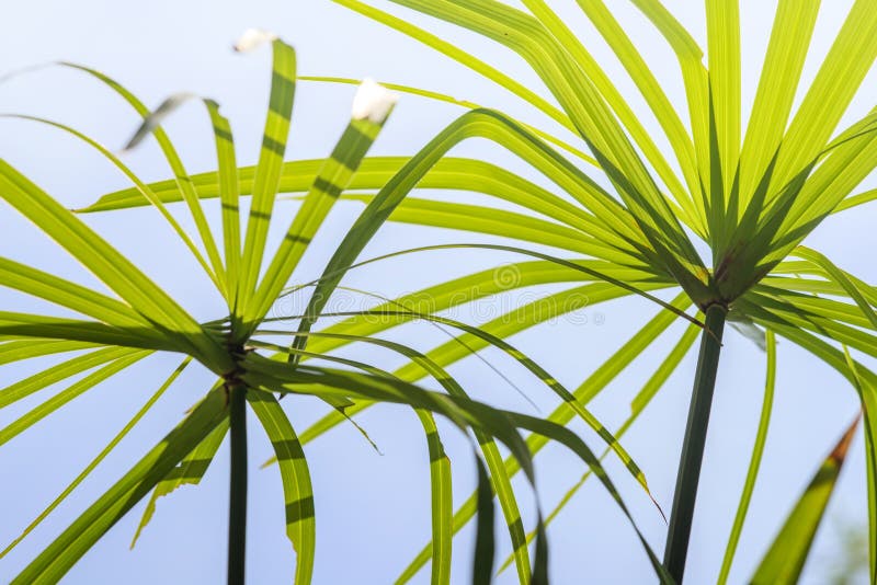 Close Up of Papyrus Green Leaf Stock Image - Image of contrast, color ...